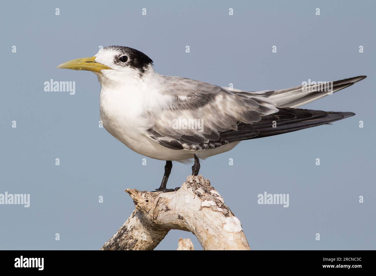 Juvenile Crested Tern in profile. Sterna bergii Elliott River Bundaberg ...