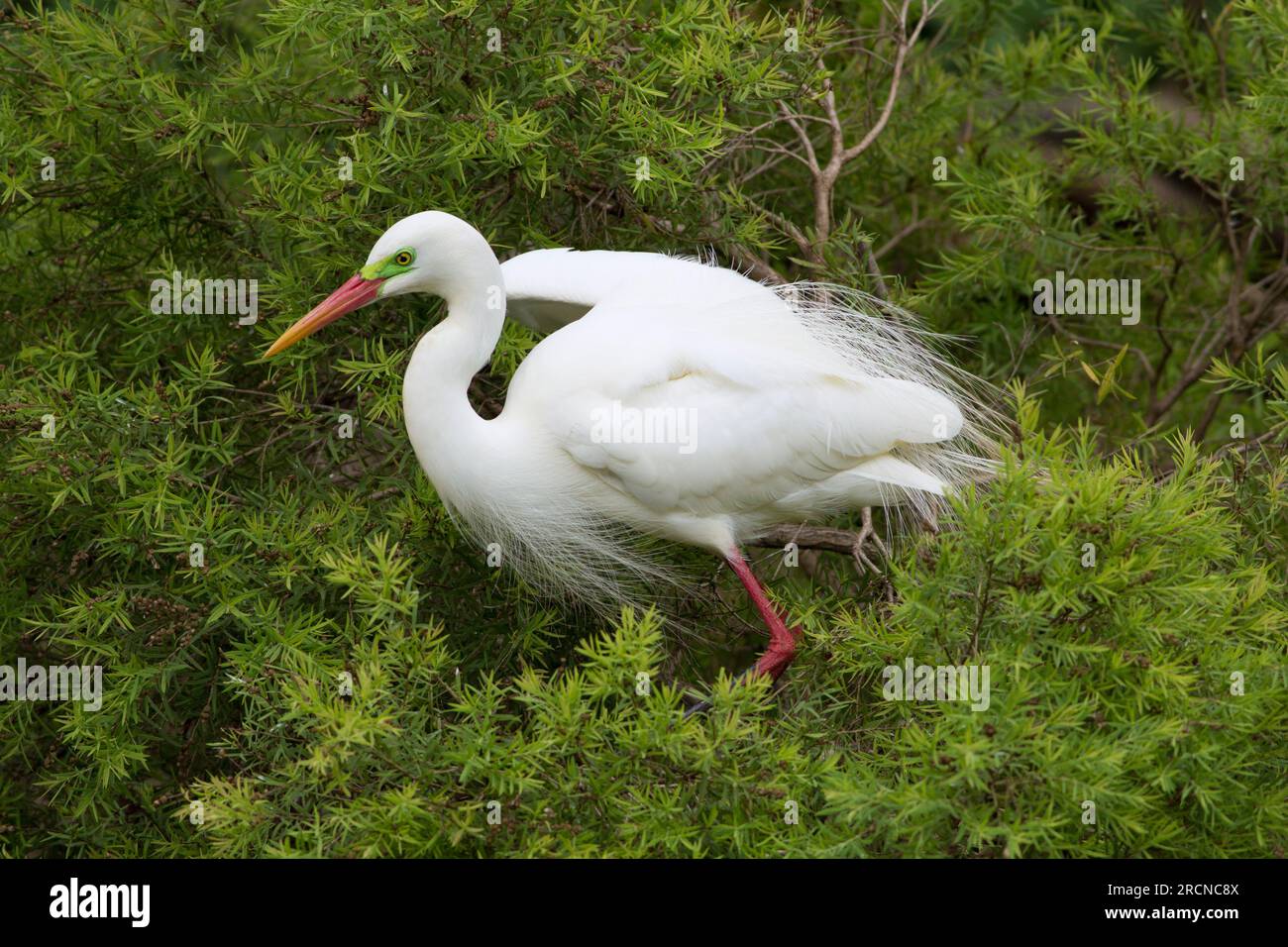 Australian tidal wetlands hi-res stock photography and images - Alamy