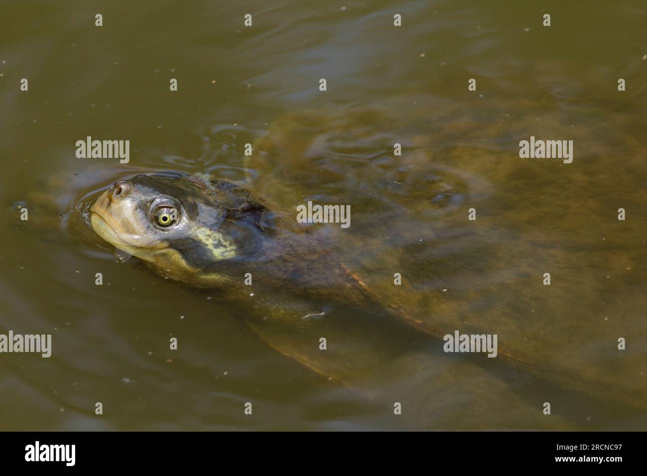 Algal growth on shell hi-res stock photography and images - Alamy