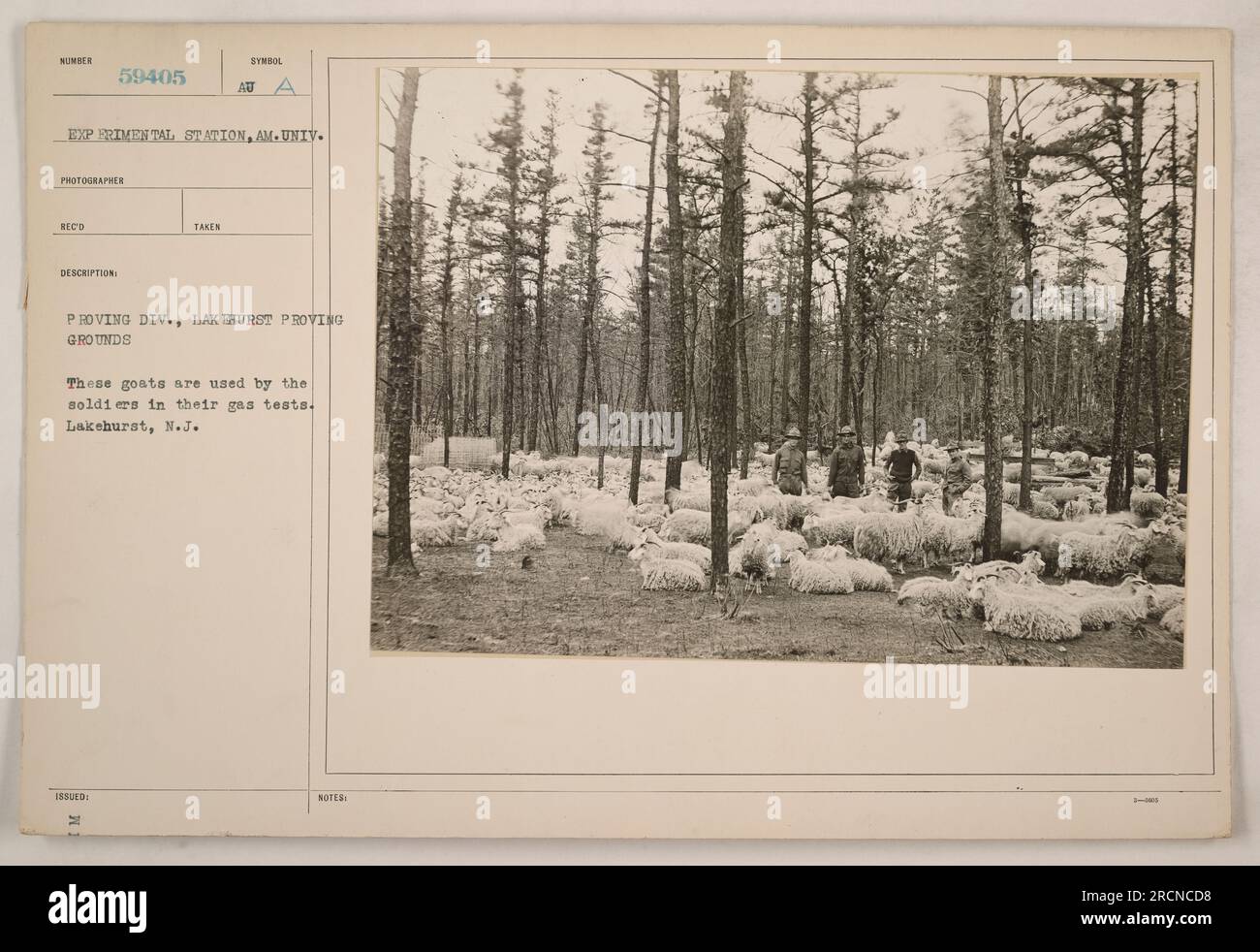 Soldiers at the Lakehurst Proving Grounds in New Jersey use goats ...