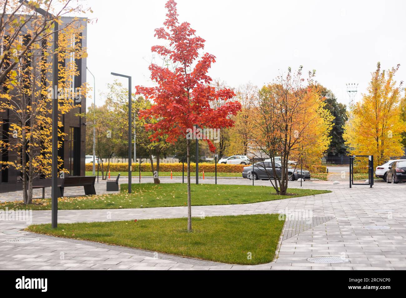 Autumn trees in urban area. The roofs of residential and industrial ...