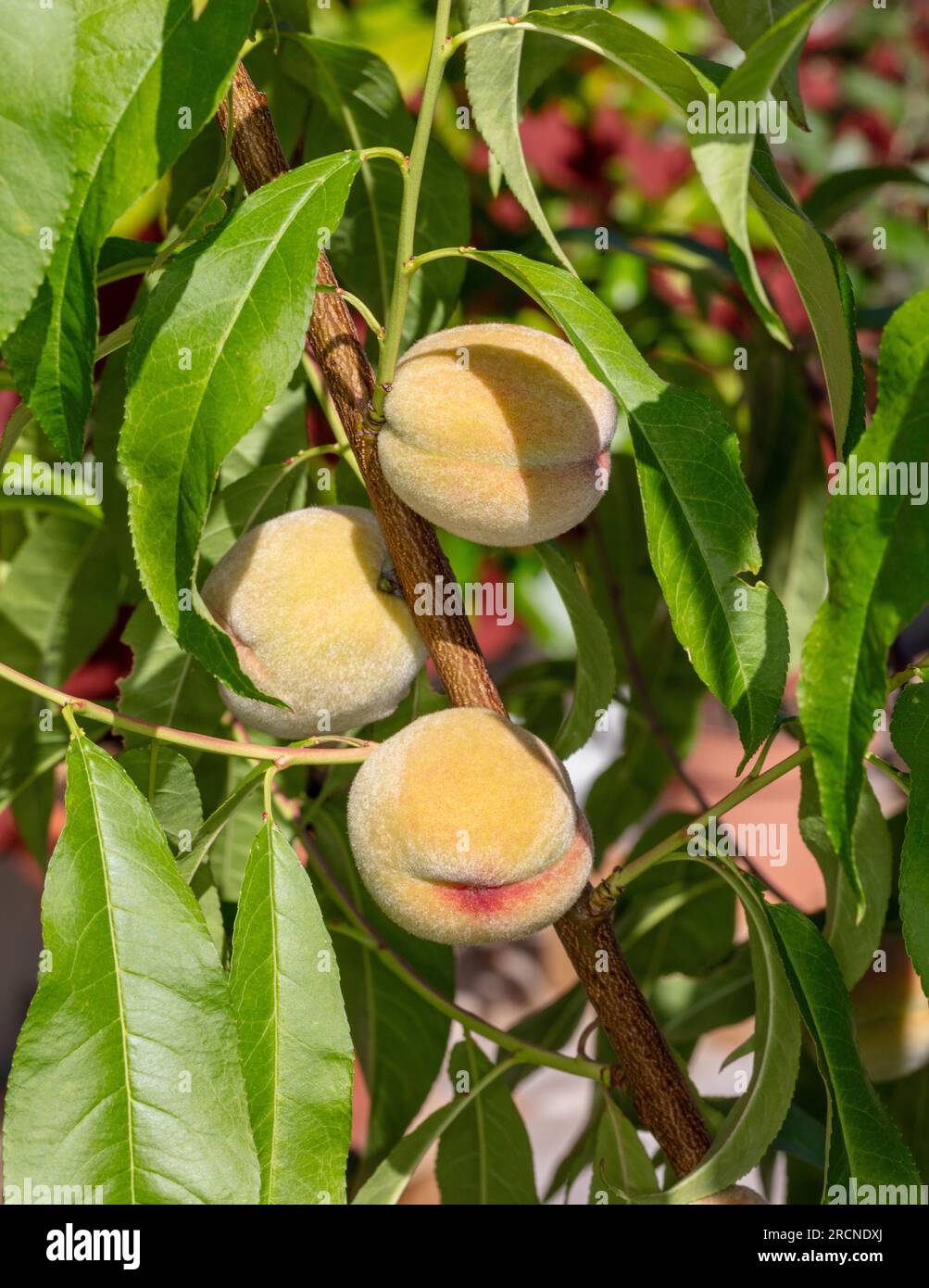 'Frost' Peach, Persika (Prunus persica Stock Photo - Alamy
