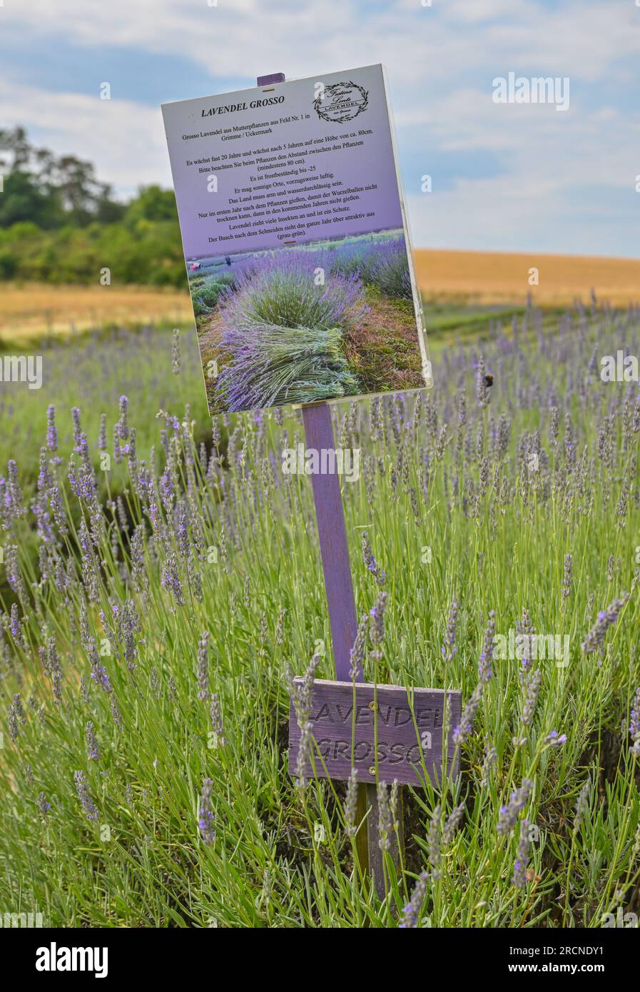 Grimme, Germany. 10th July, 2023. A field with lavender plants of the ...