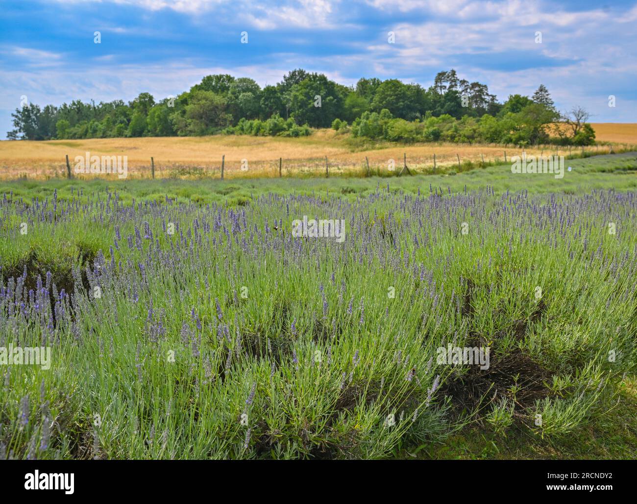 Grimme, Germany. 10th July, 2023. A field with lavender plants of the ...