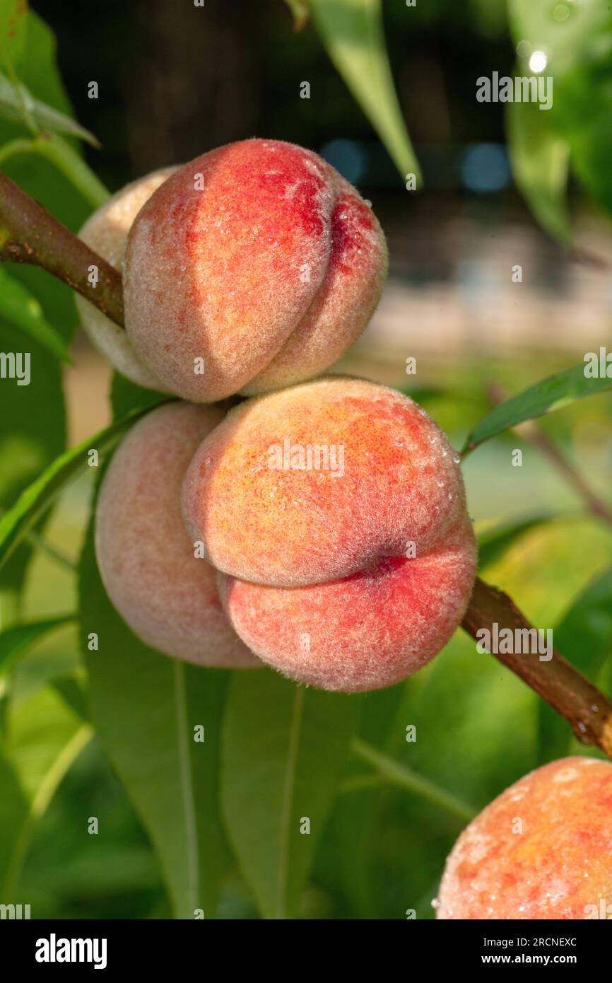 'Frost' Peach, Persika (Prunus persica Stock Photo - Alamy