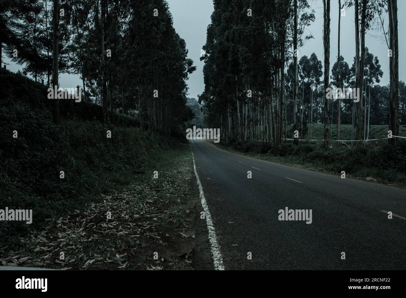 Kiambu-Limuru Road Highway, Tea Plantations Stock Photo - Alamy