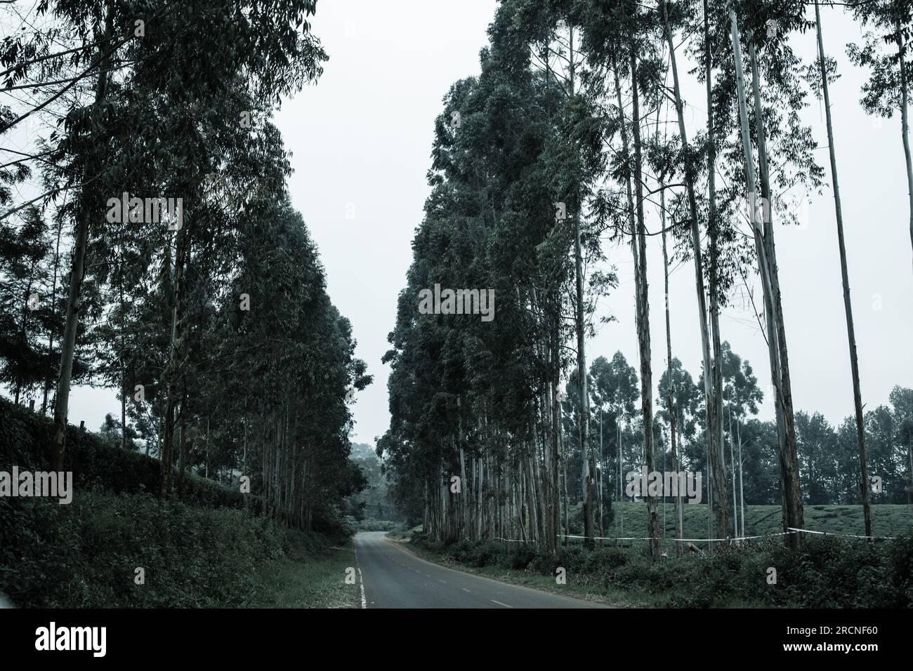 Kiambu-Limuru Road Highway, Tea Plantations Stock Photo - Alamy