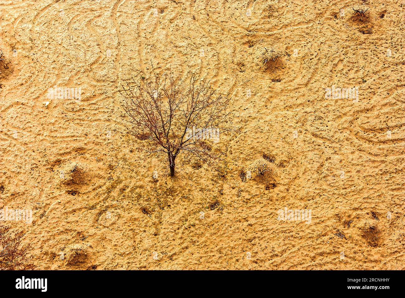 Tree from above Stock Photo - Alamy