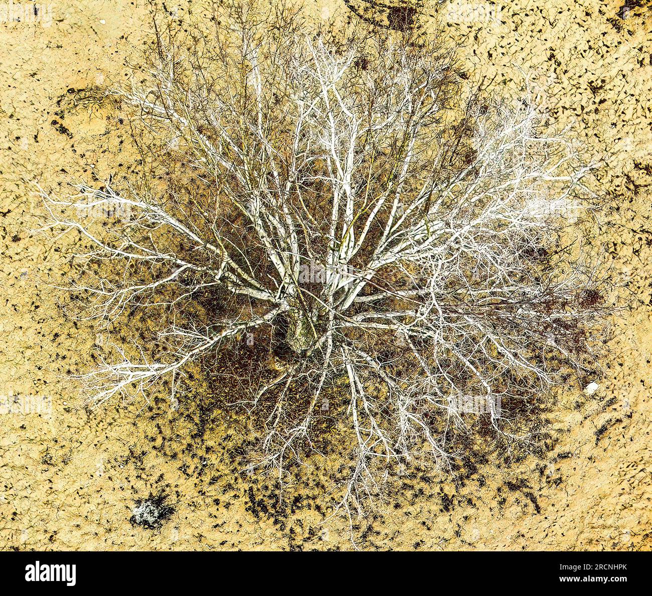 Tree from above Stock Photo - Alamy