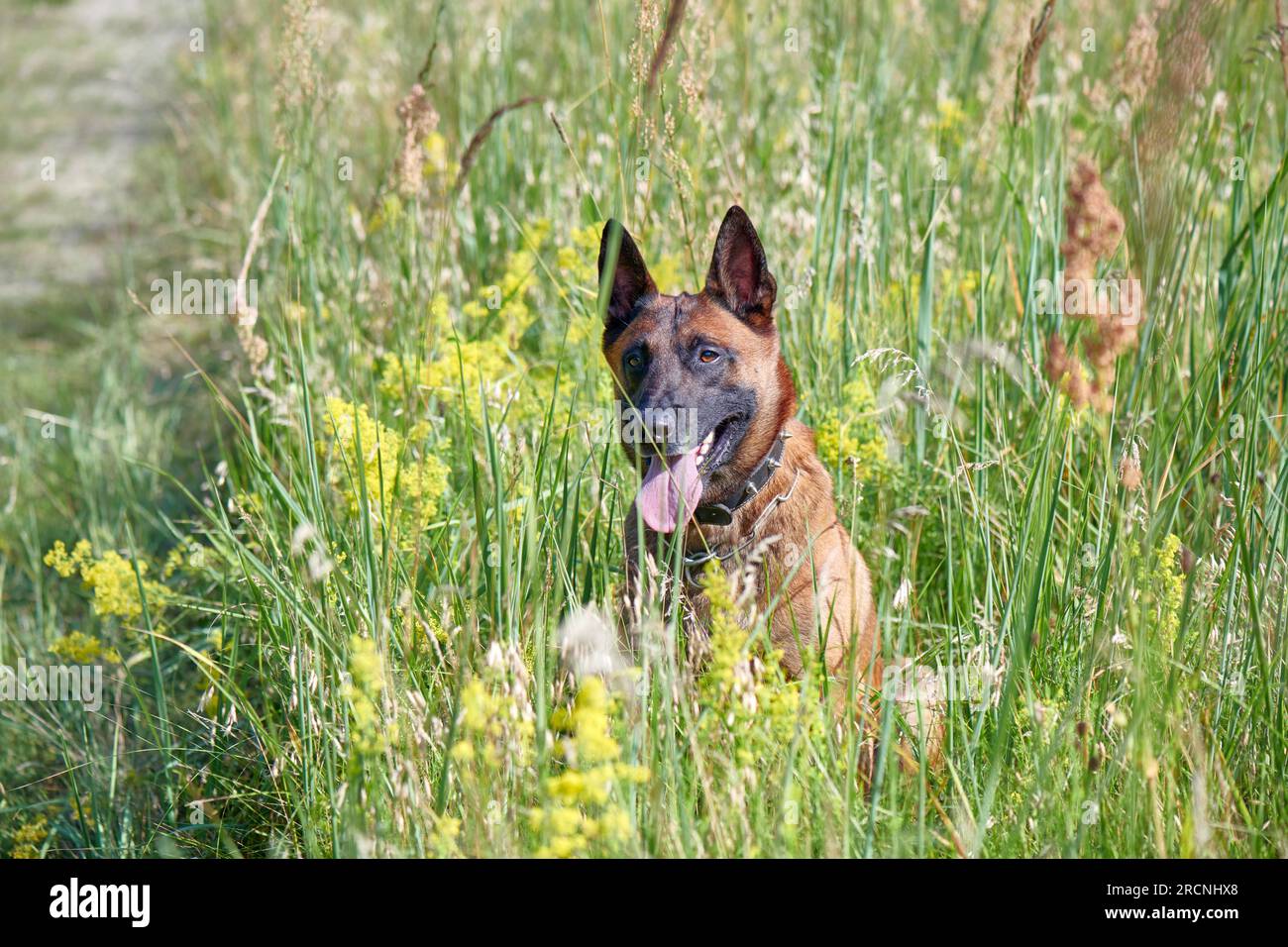 Malinois sitting hi-res stock photography and images - Alamy