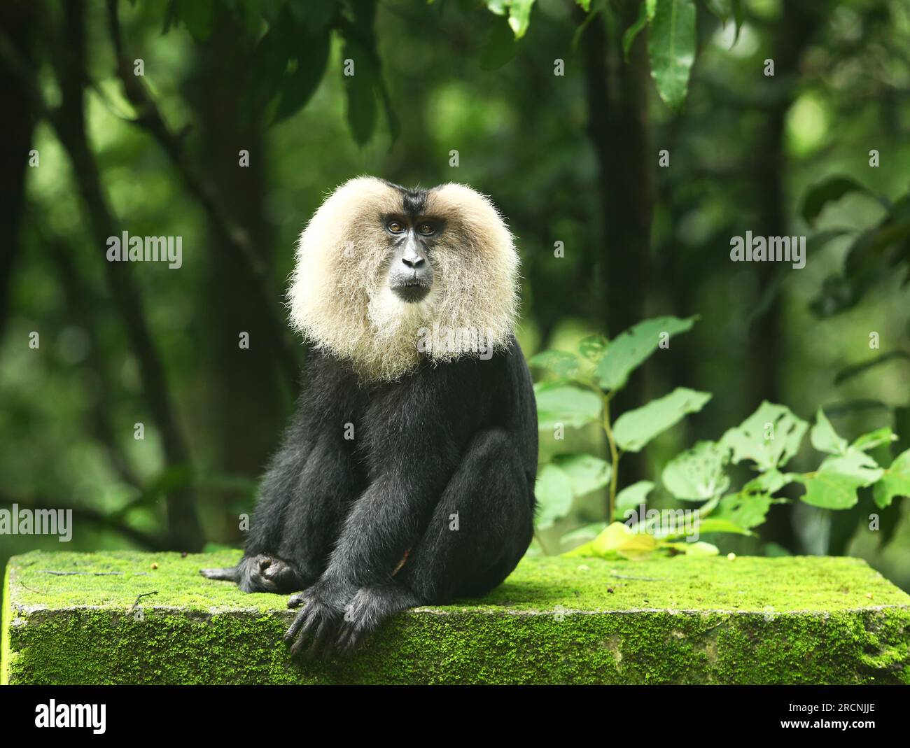 The lion-tailed macaque, also known as the wanderoo, is an Old World ...