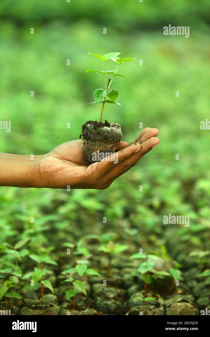 biodegradable and allow plants to be planted without removing the pot ...