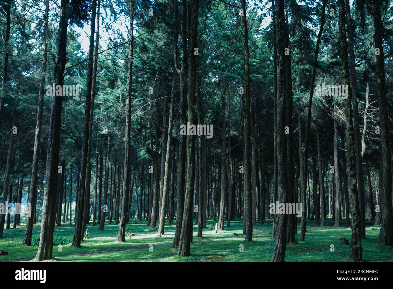 Kinare forest hi-res stock photography and images - Alamy