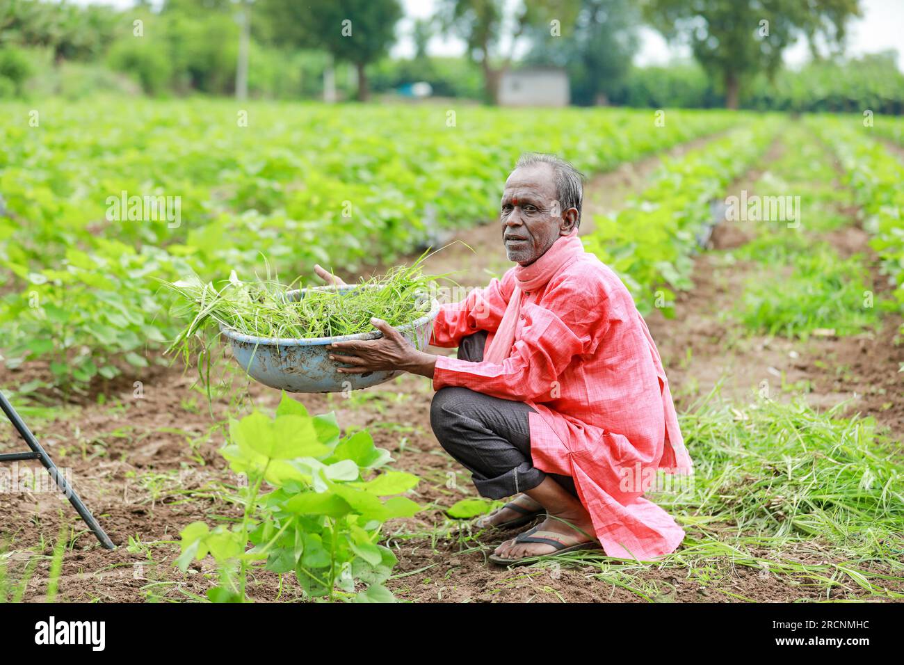 Indian happy farm worker , working in farm Stock Photo - Alamy