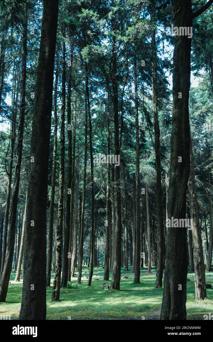 Kinare- Kinale Forest Limuru in Kiambu County Stock Photo - Alamy