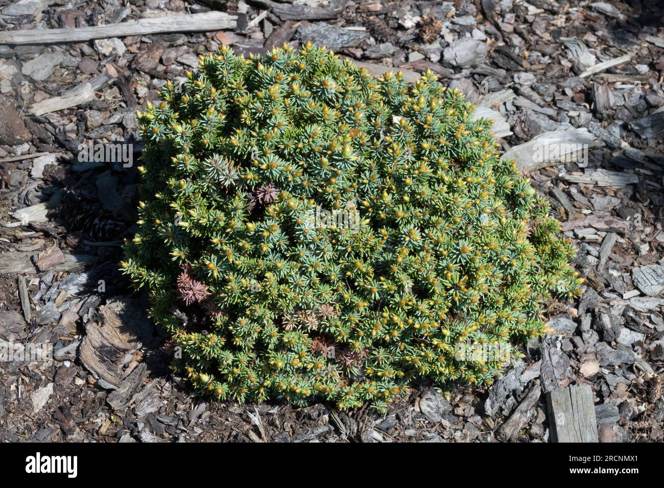Picea pungens "Pali", Dwarf, Spruce, Tree, Rockery, Ideal for Rock ...