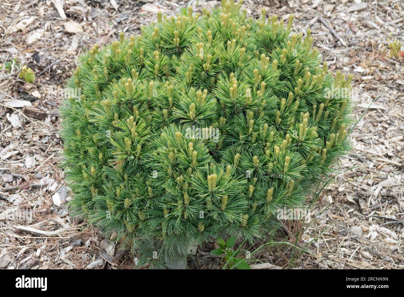 Pinus Edulis Dwarf Discounts Online | www.oceanproperty.co.th