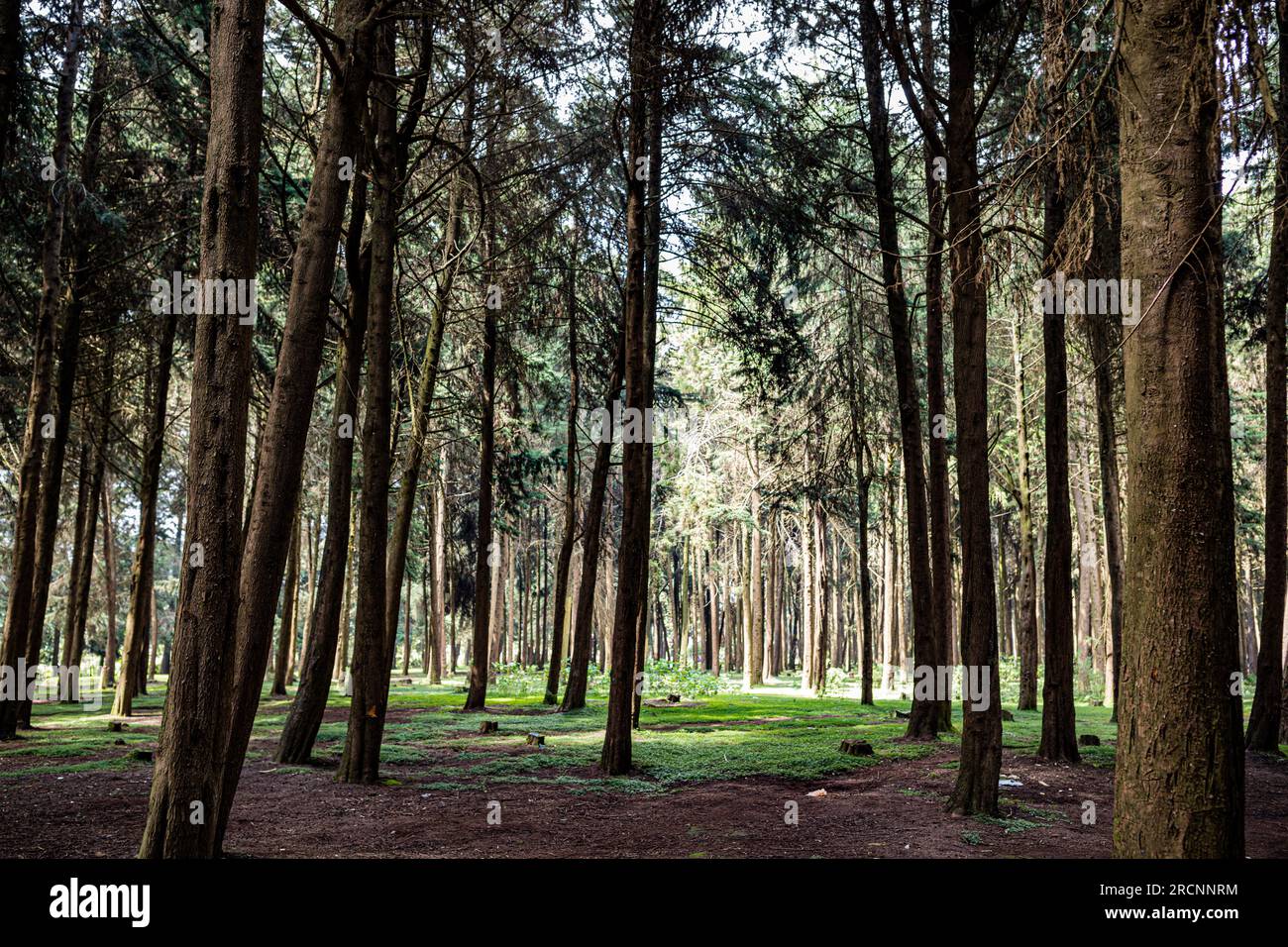 Kinale Forest is located 60kms from Nairobi along the Nairobi- Naivasha ...