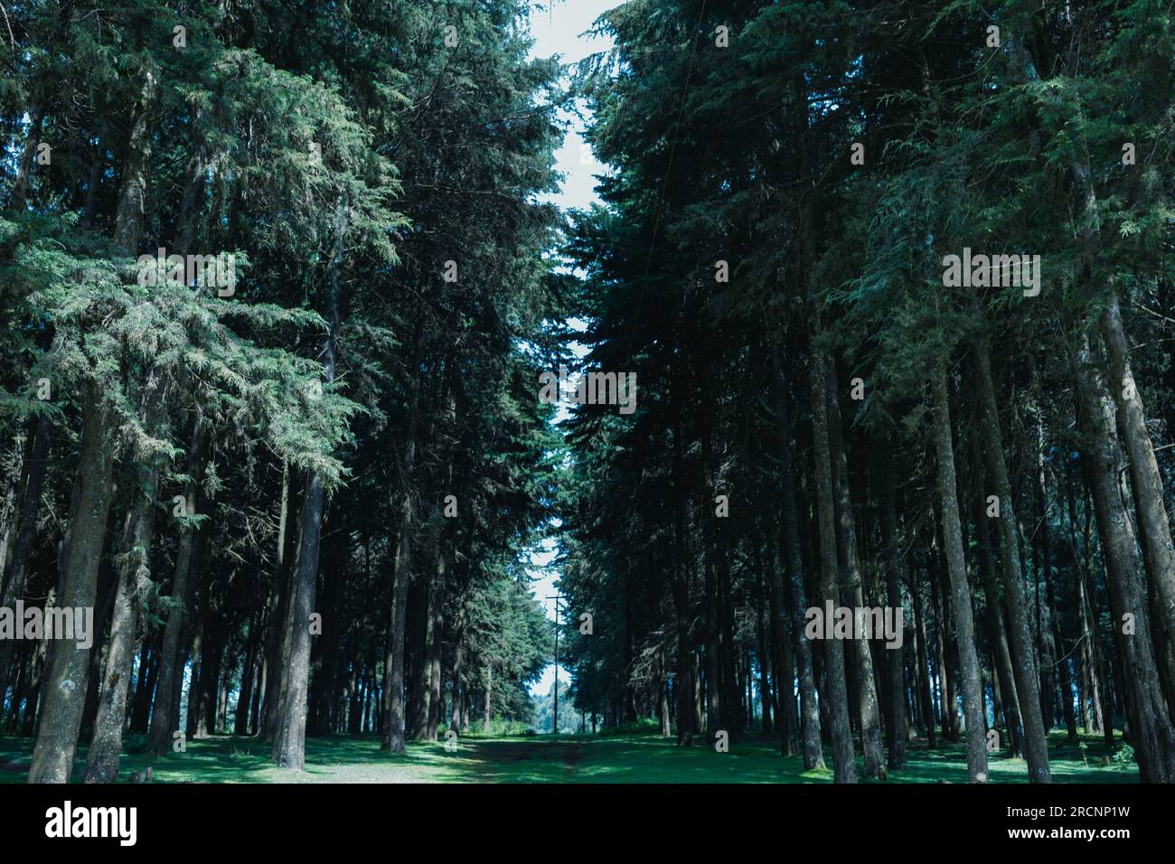 Kinare- Kinale Forest Limuru in Kiambu County Stock Photo - Alamy
