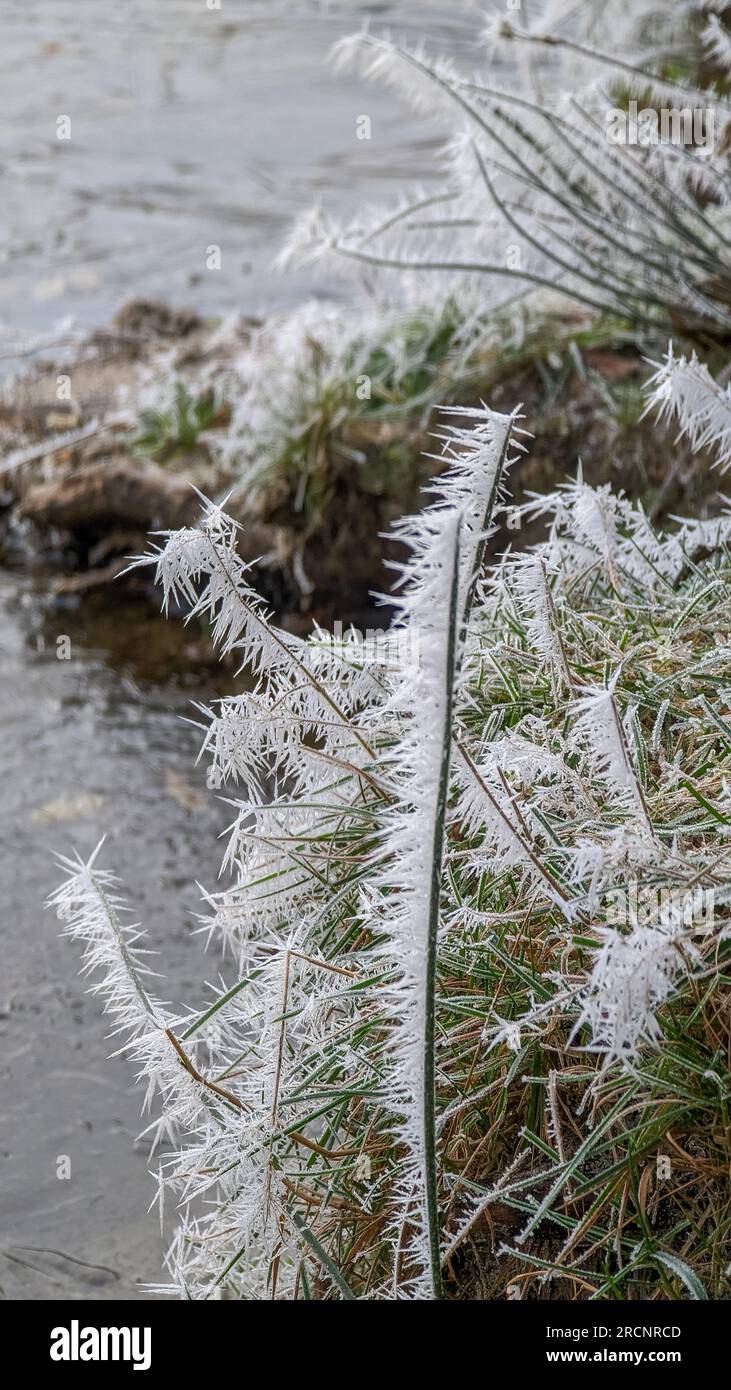 Winter Thursley Common National Nature Reserve low land heath ponds ...