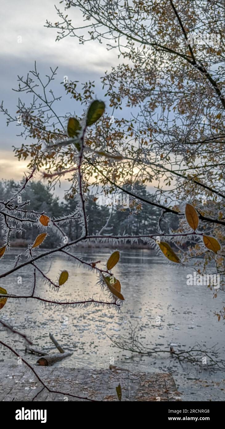 Winter Thursley Common National Nature Reserve low land heath ponds ...