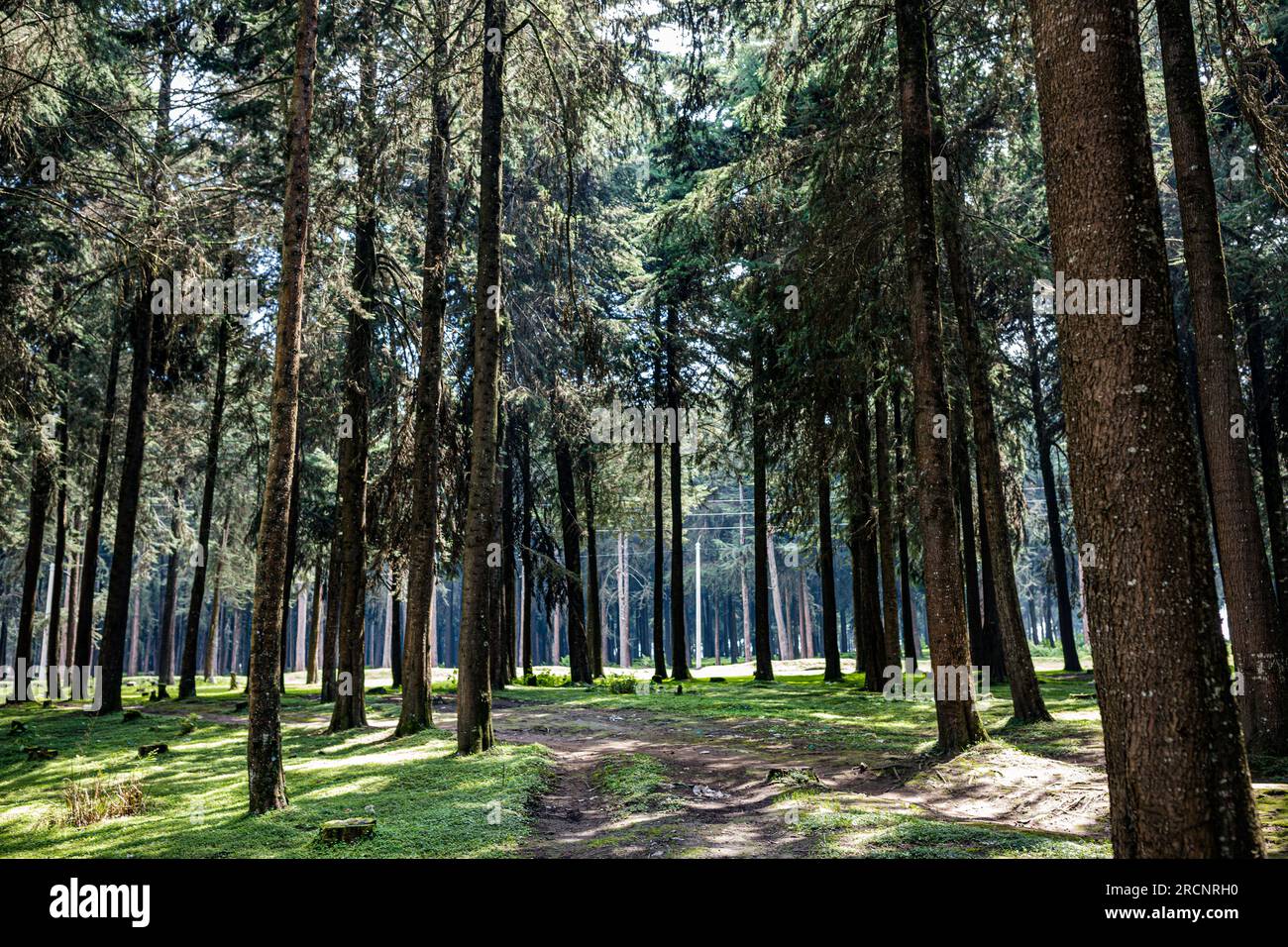 Kinale Forest is located 60kms from Nairobi along the Nairobi- Naivasha ...