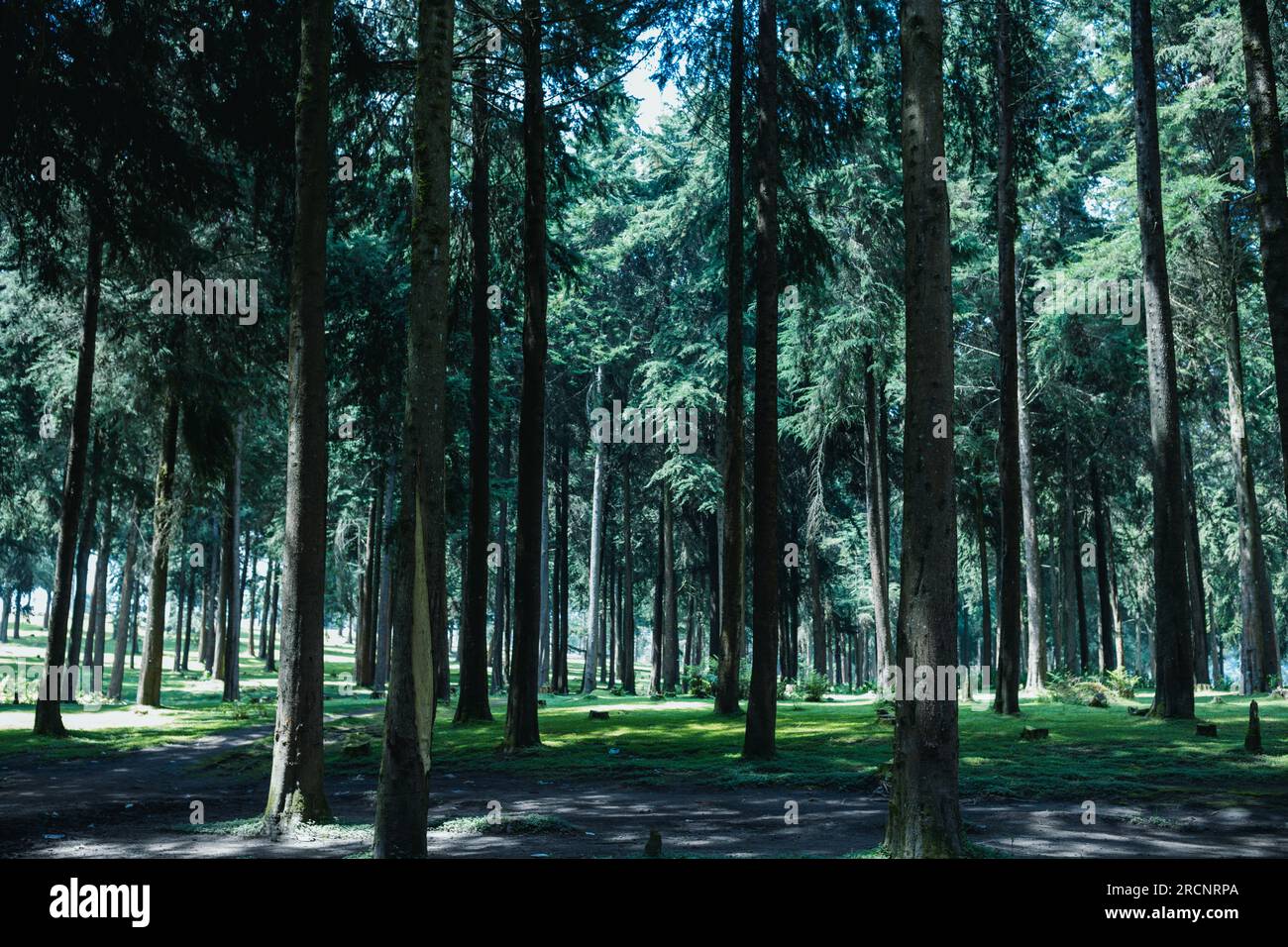 Kinare forest hi-res stock photography and images - Alamy