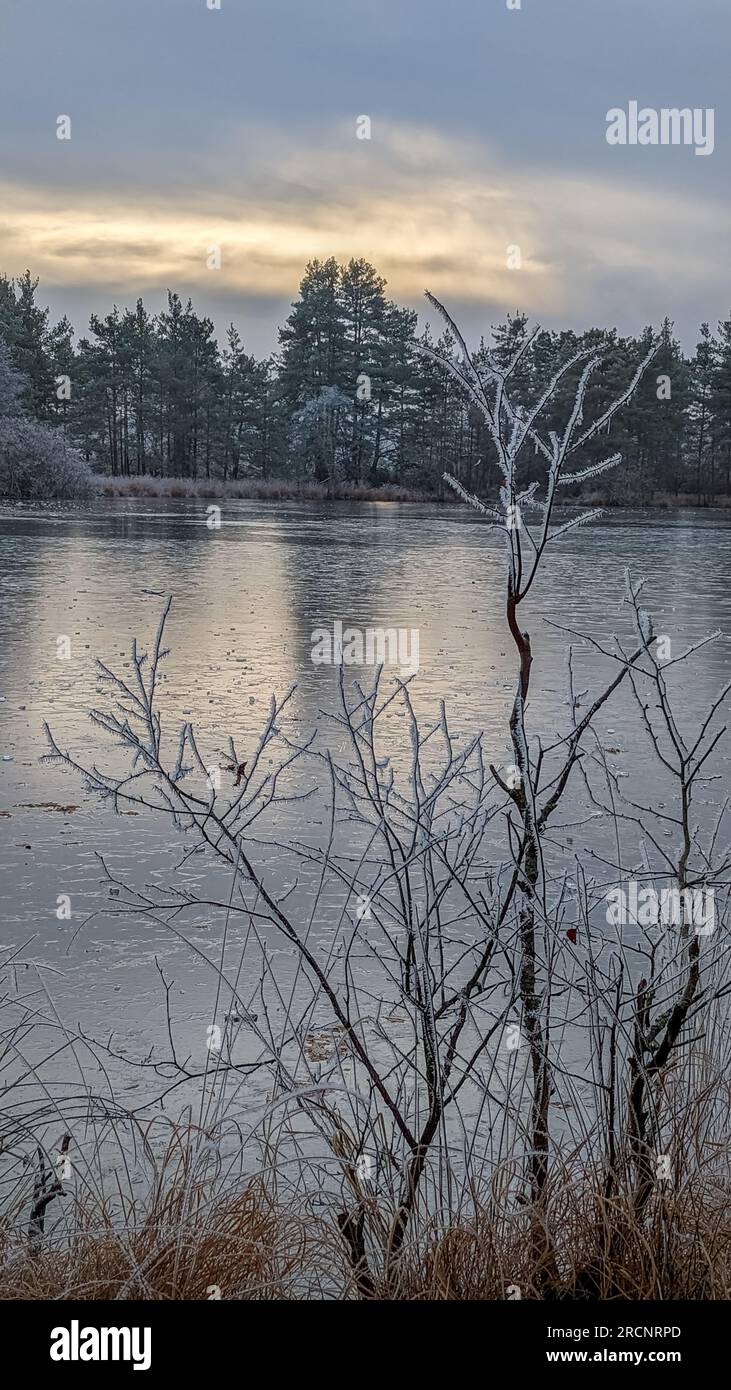 Winter Thursley Common National Nature Reserve low land heath ponds ...