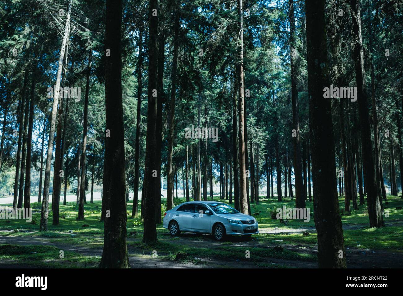 Kinare- Kinale Forest Limuru in Kiambu County Stock Photo - Alamy