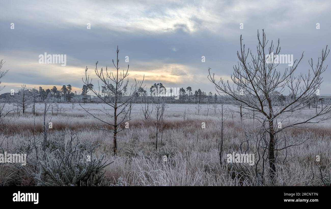 Winter Thursley Common National Nature Reserve low land heath ponds ...