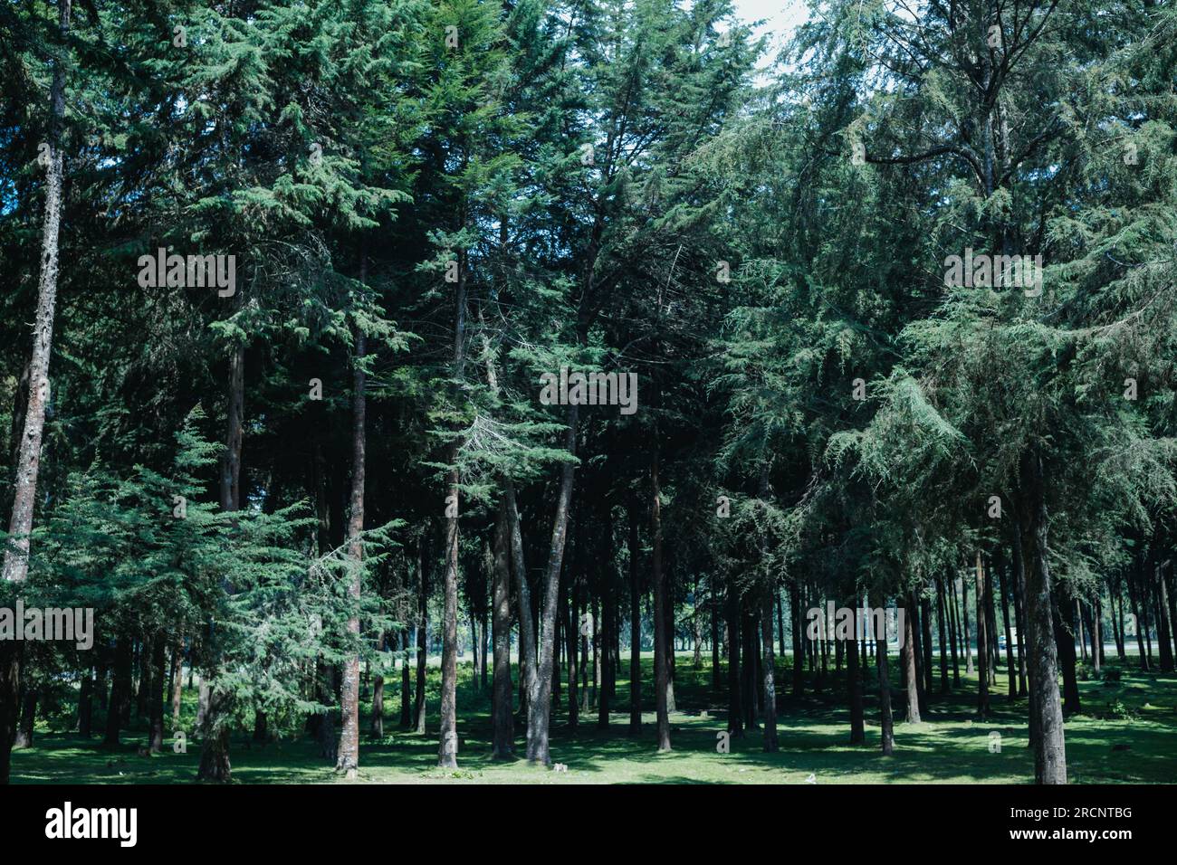 Kinare forest hi-res stock photography and images - Alamy