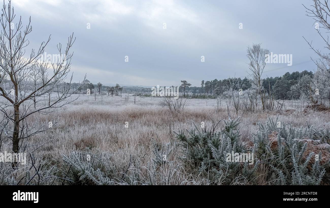 Winter Thursley Common National Nature Reserve low land heath ponds ...