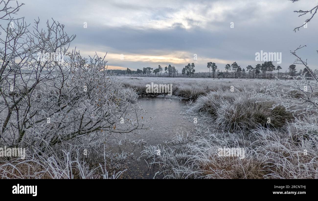 Winter Thursley Common National Nature Reserve low land heath ponds ...