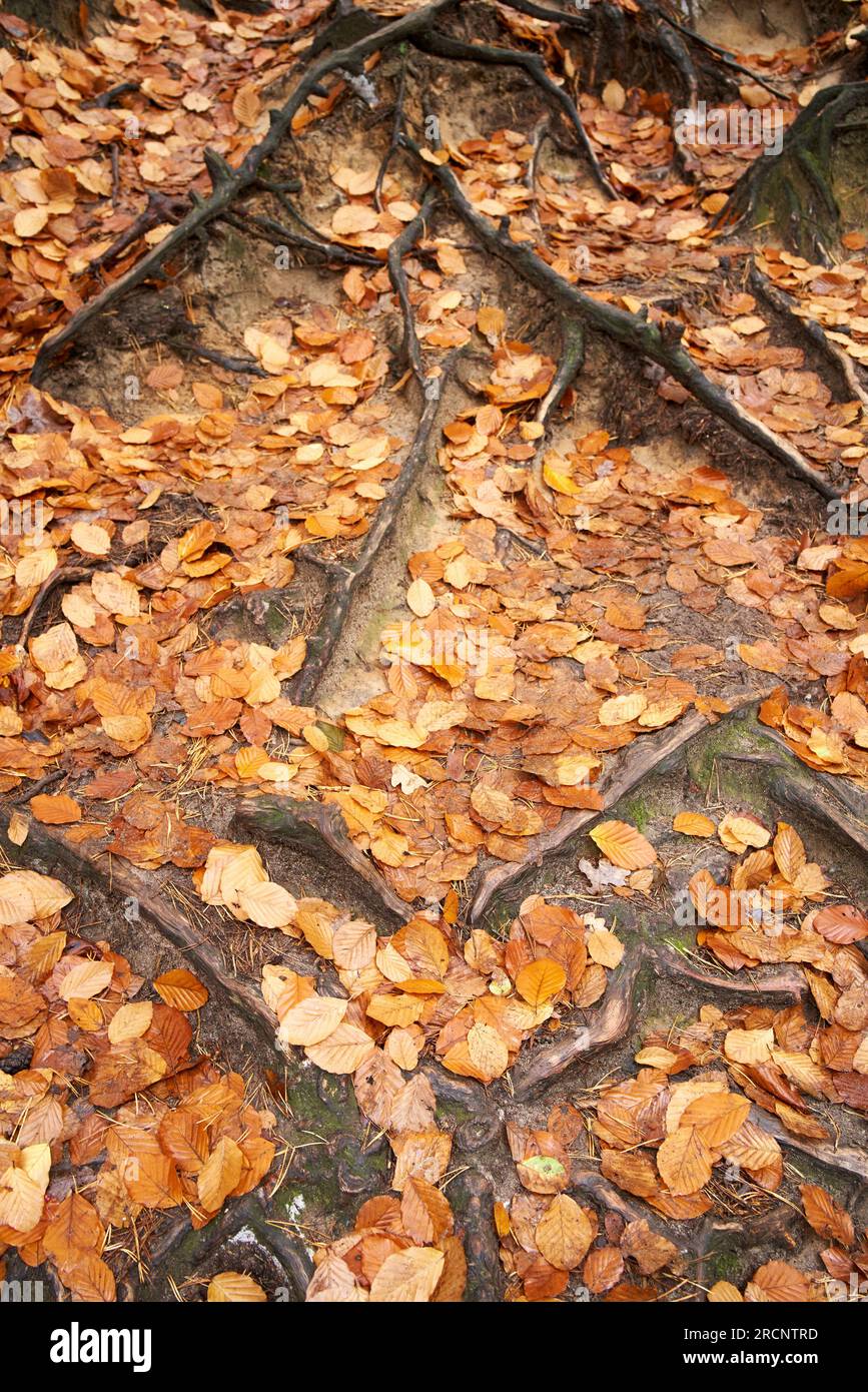 Colorful autumn leavest and tree roots on the forest floor Stock Photo ...