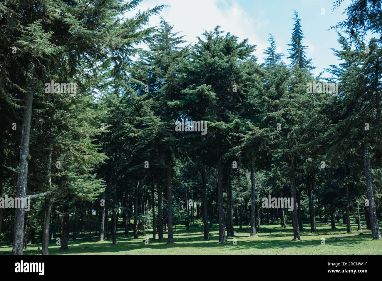 Kinare- Kinale Forest Limuru in Kiambu County Stock Photo - Alamy