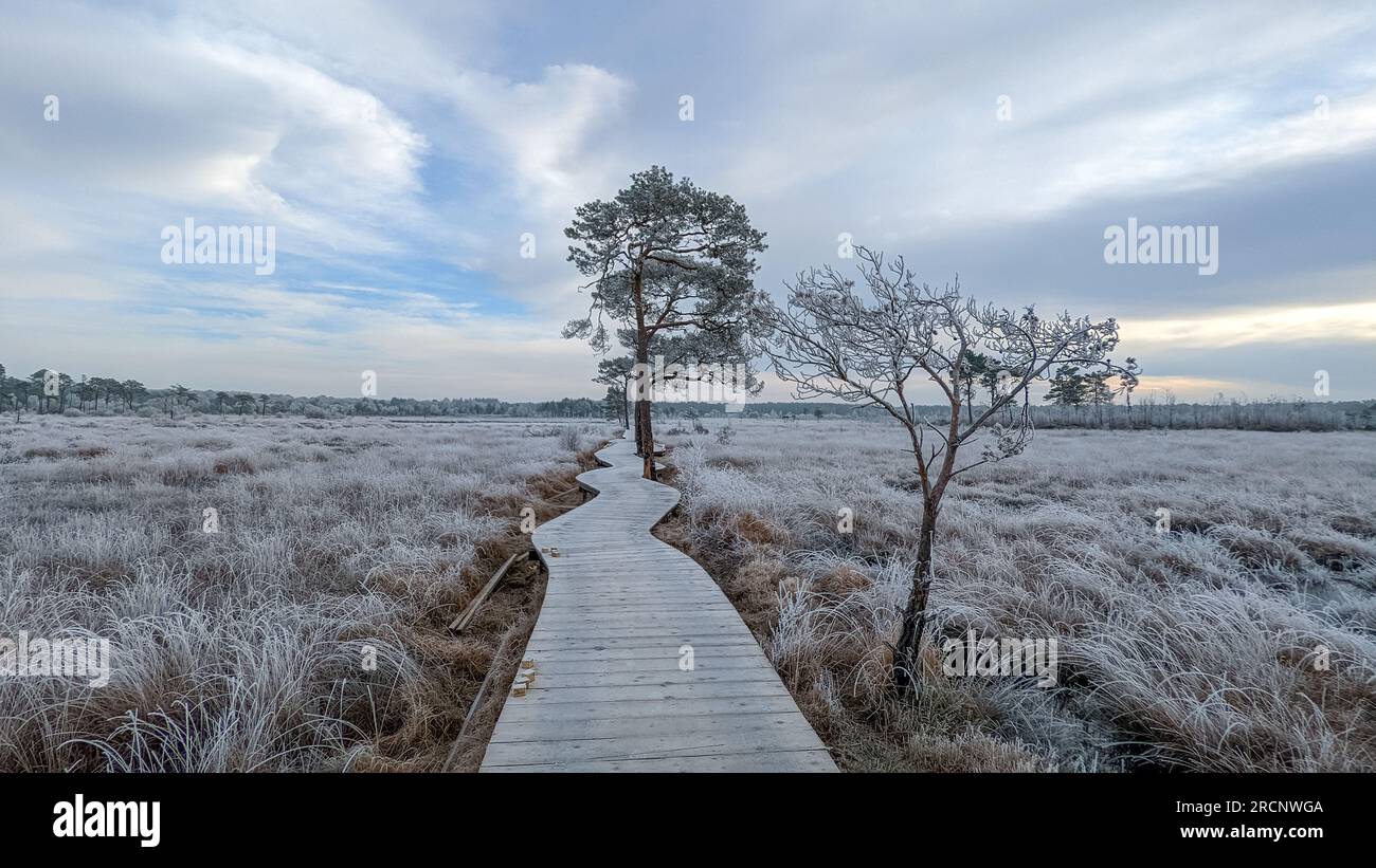 Winter Thursley Common National Nature Reserve low land heath ponds ...