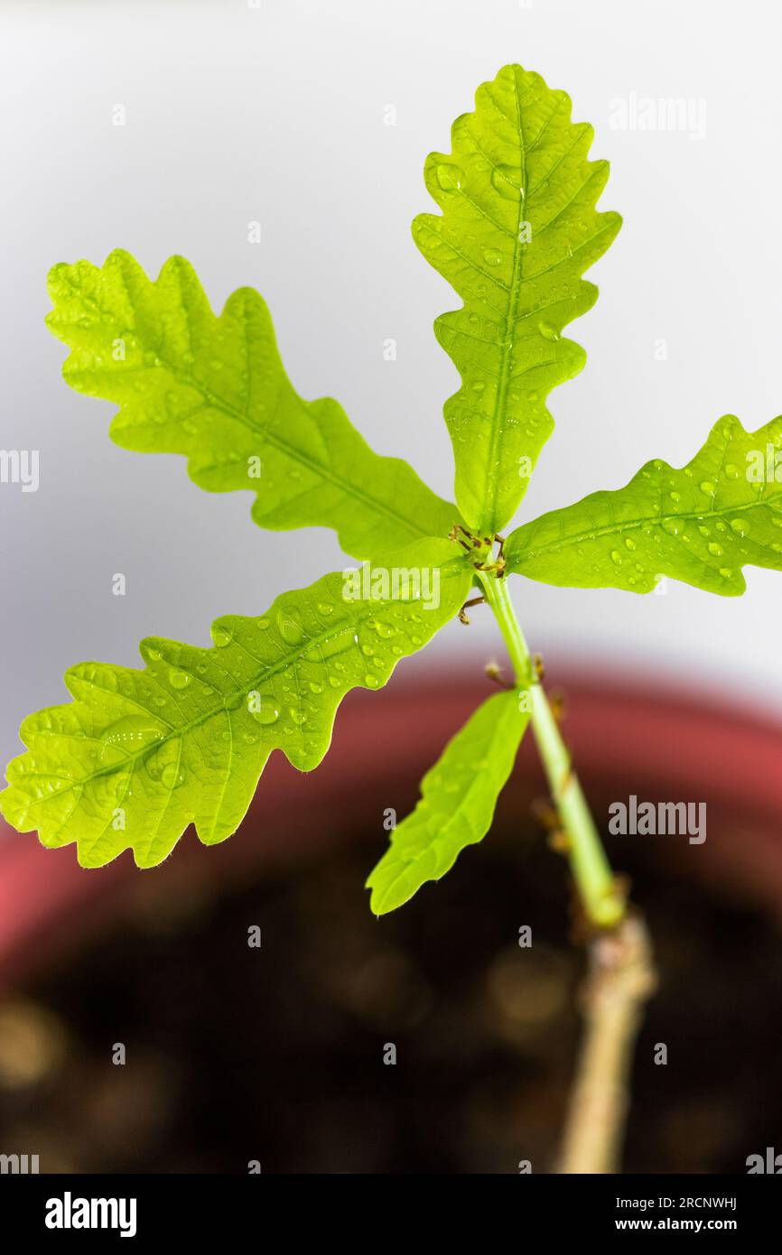 A young oak tree in a pot on a light background. Juicy green leaves in ...