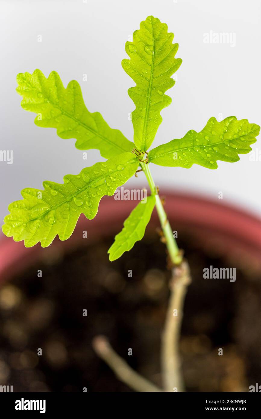 A young oak tree in a pot on a light background. Juicy green leaves in ...