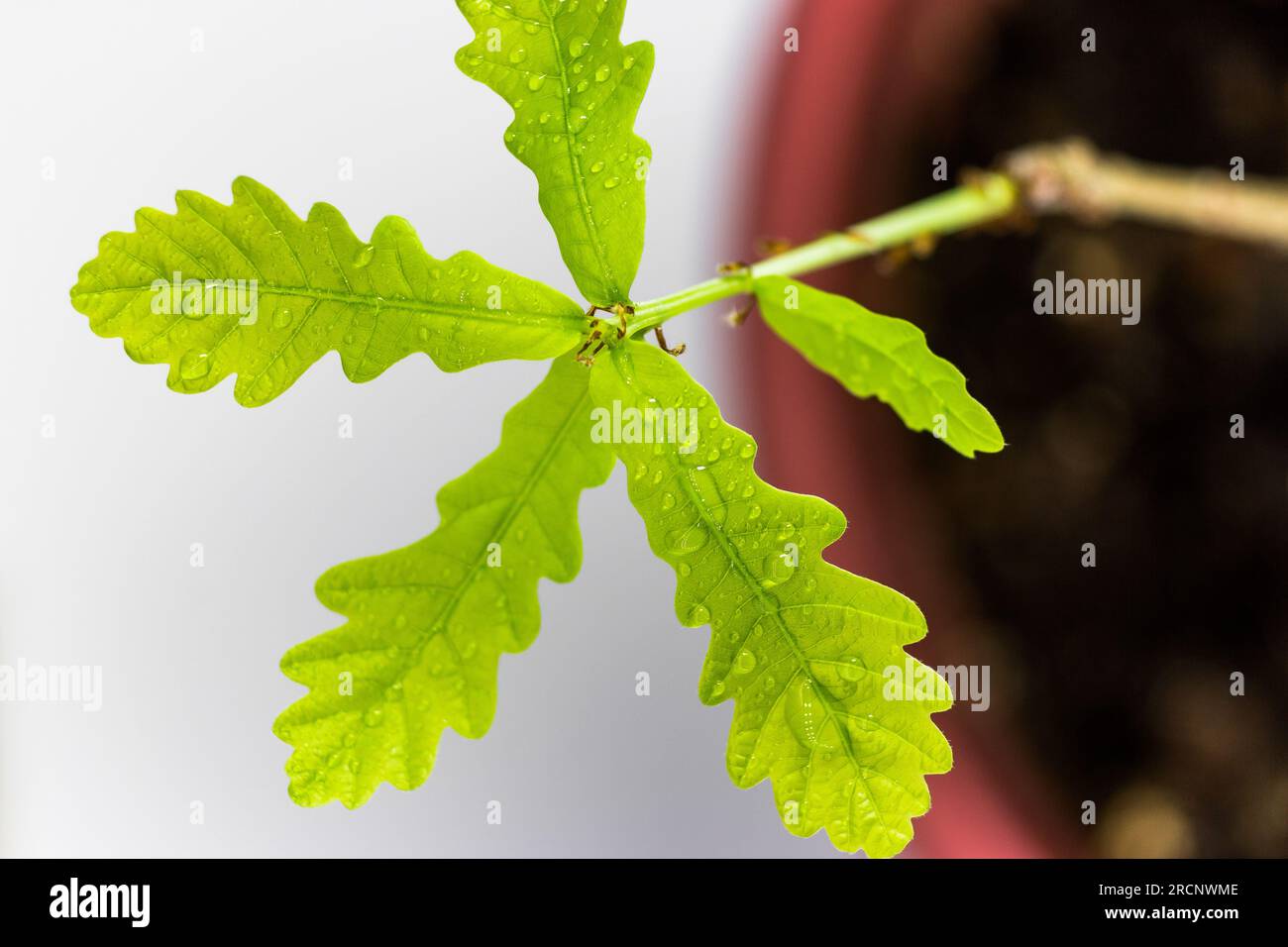 A young oak tree in a pot on a light background. Juicy green leaves in ...