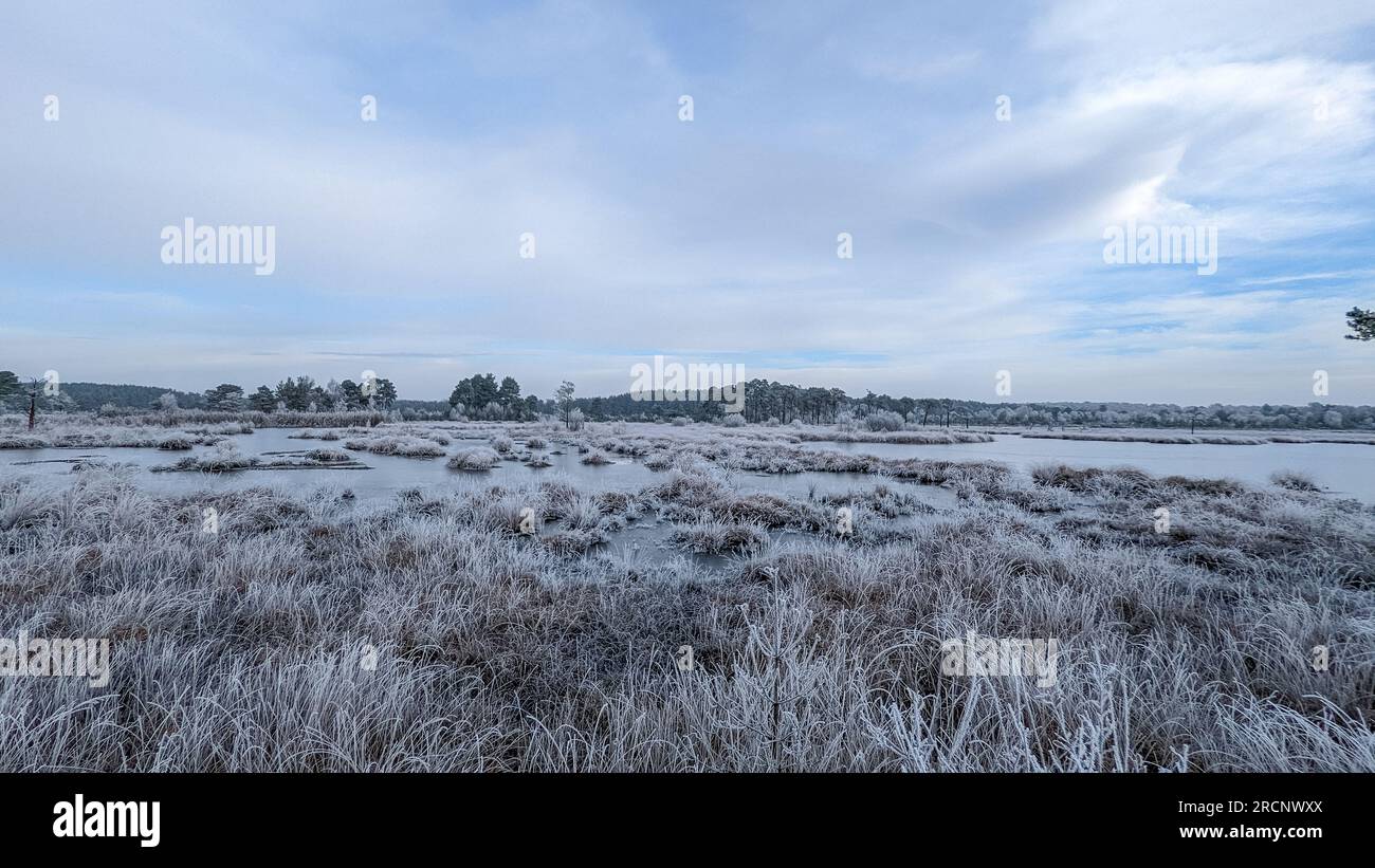 Winter Thursley Common National Nature Reserve low land heath ponds ...