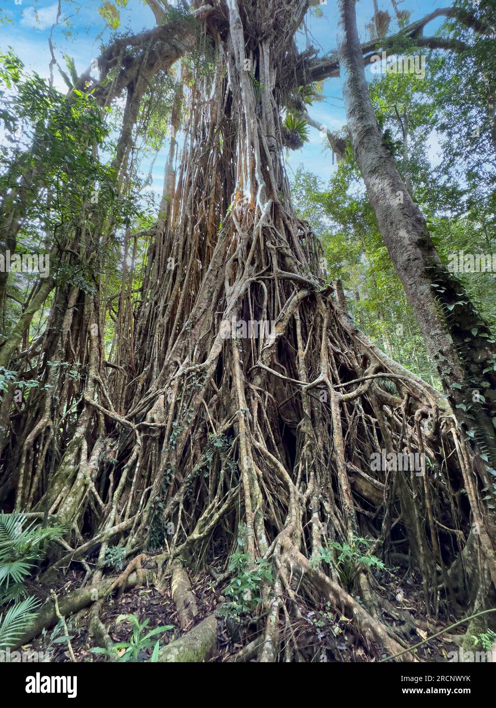 The 500 year old cathedral fig tree in the Danbulla national park in ...