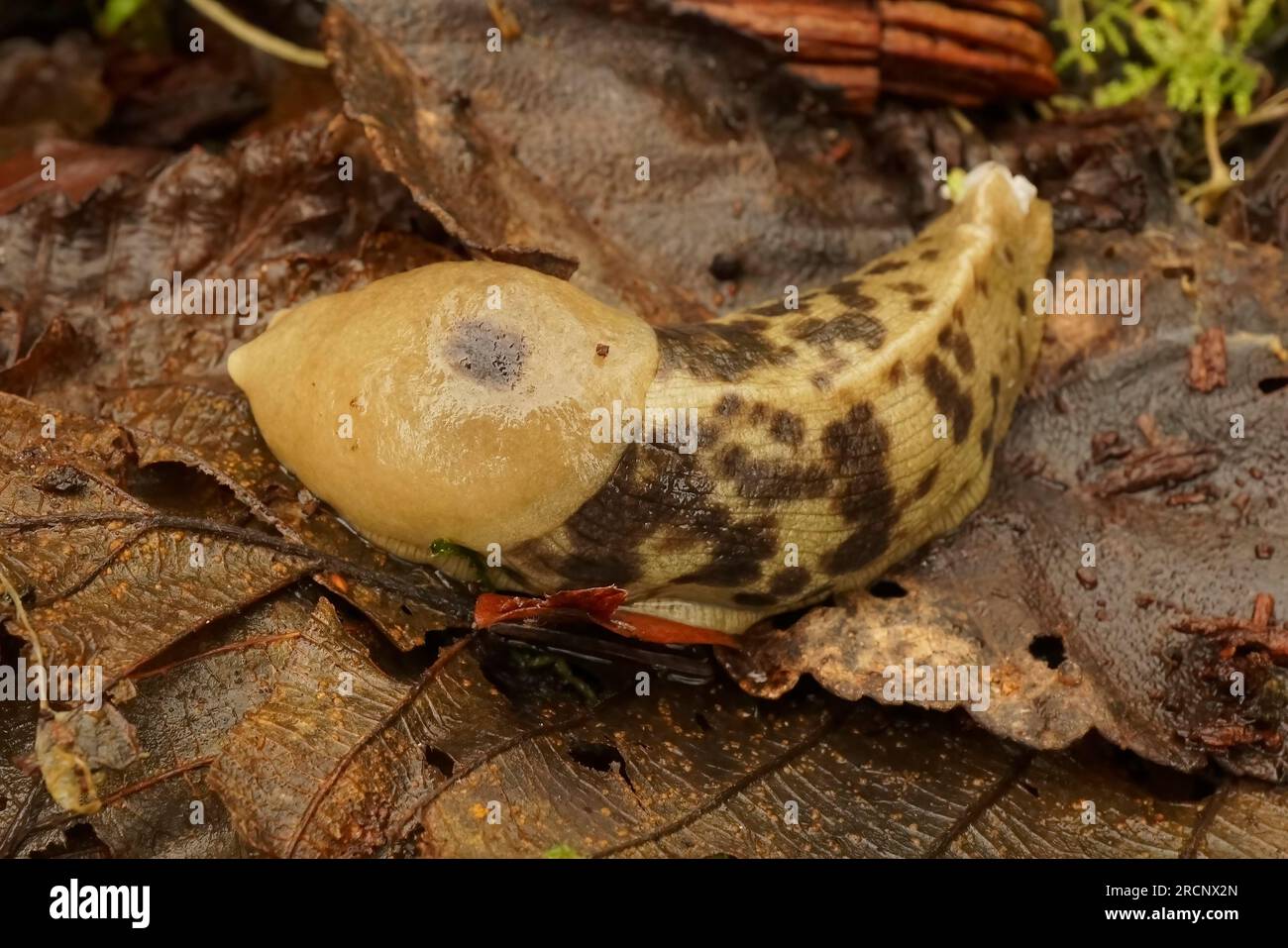 Natural closeup on a large brown spotted Pacific banana slug, Ariolimax ...