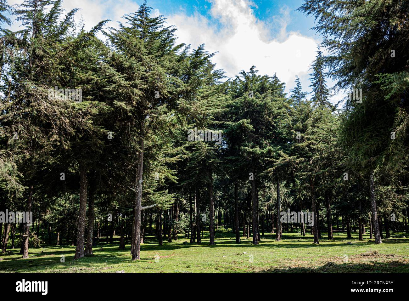 Kinale Forest is located 60kms from Nairobi along the Nairobi- Naivasha ...