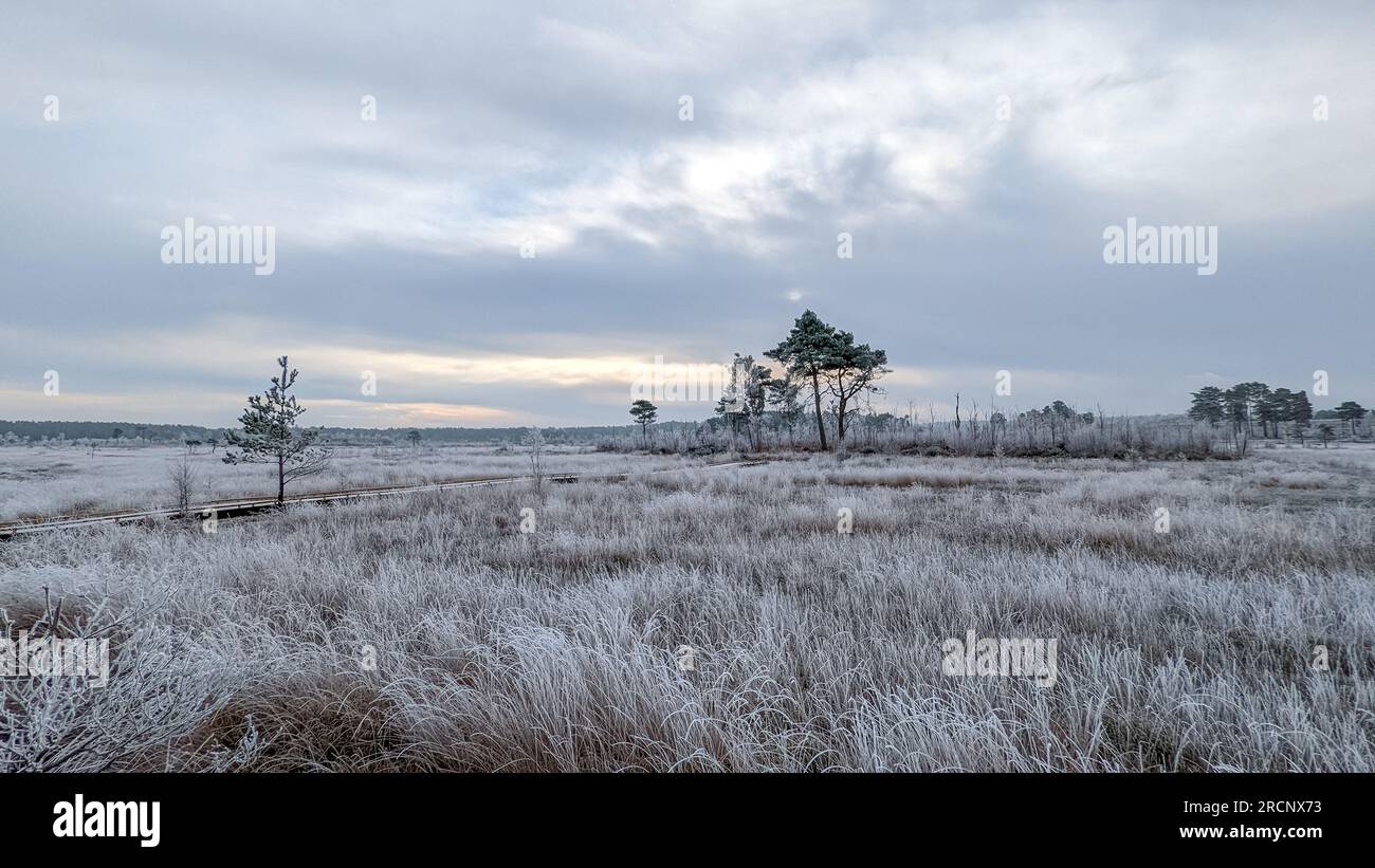 Winter Thursley Common National Nature Reserve low land heath ponds ...