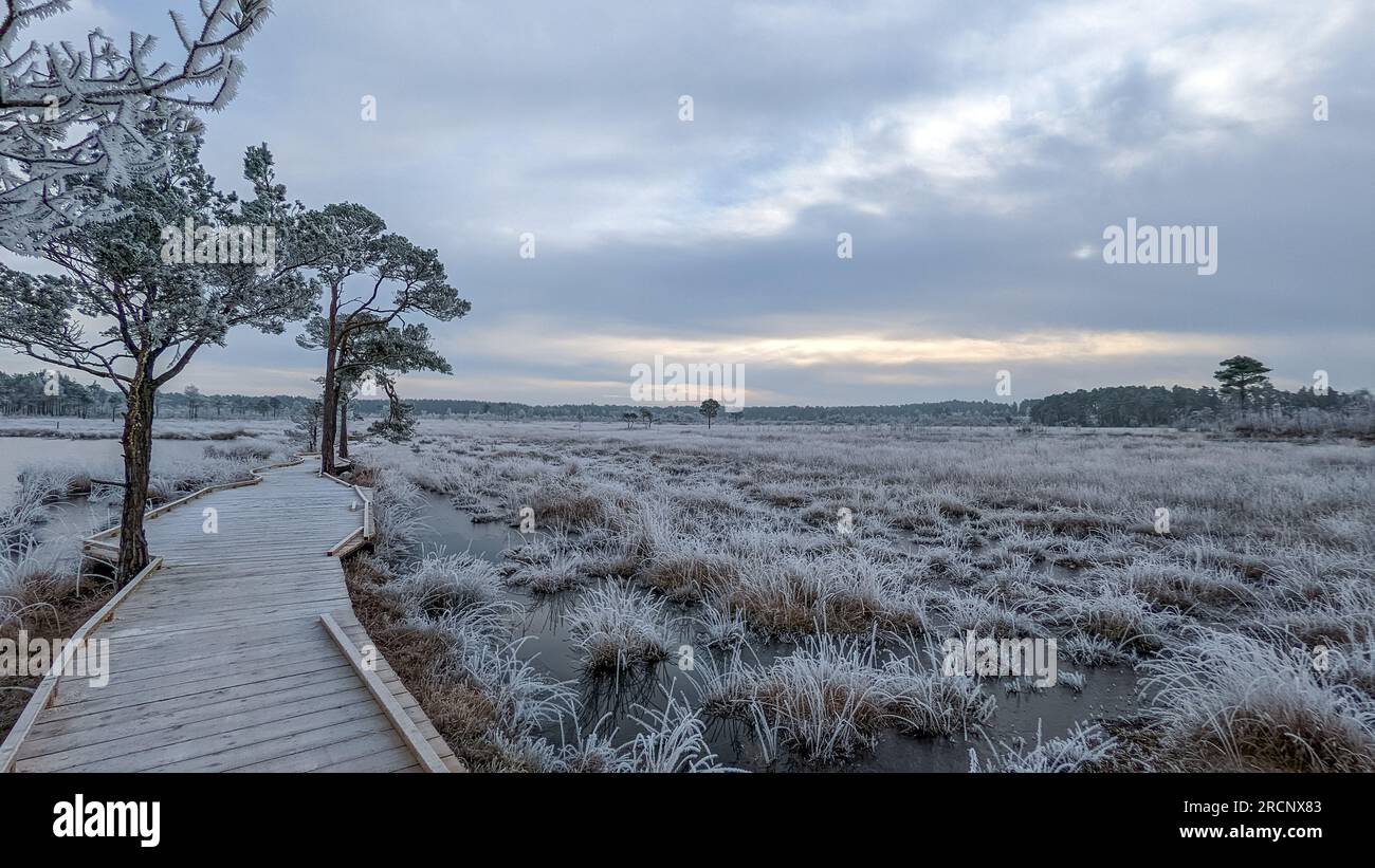 Winter Thursley Common National Nature Reserve low land heath ponds ...
