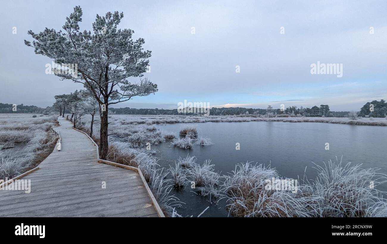Winter Thursley Common National Nature Reserve low land heath ponds ...