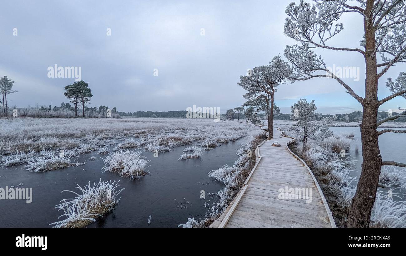 Winter Thursley Common National Nature Reserve low land heath ponds ...