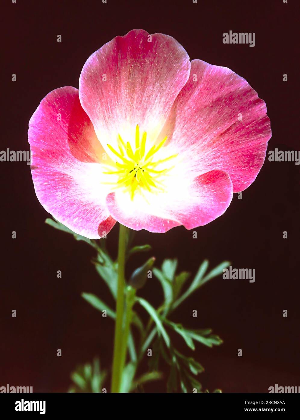 Eachscholzia californica flower in a garden common name Californian ...