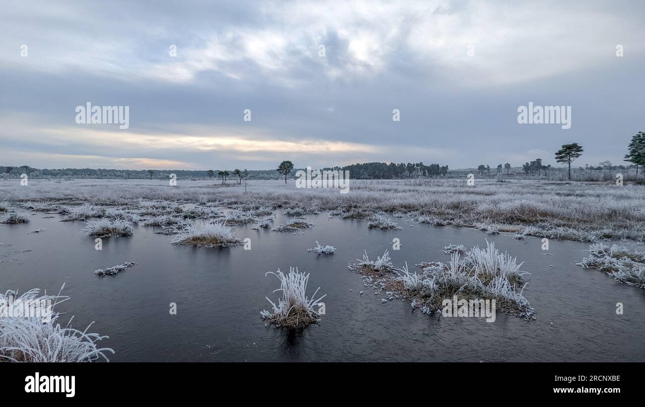 Winter Thursley Common National Nature Reserve low land heath ponds ...