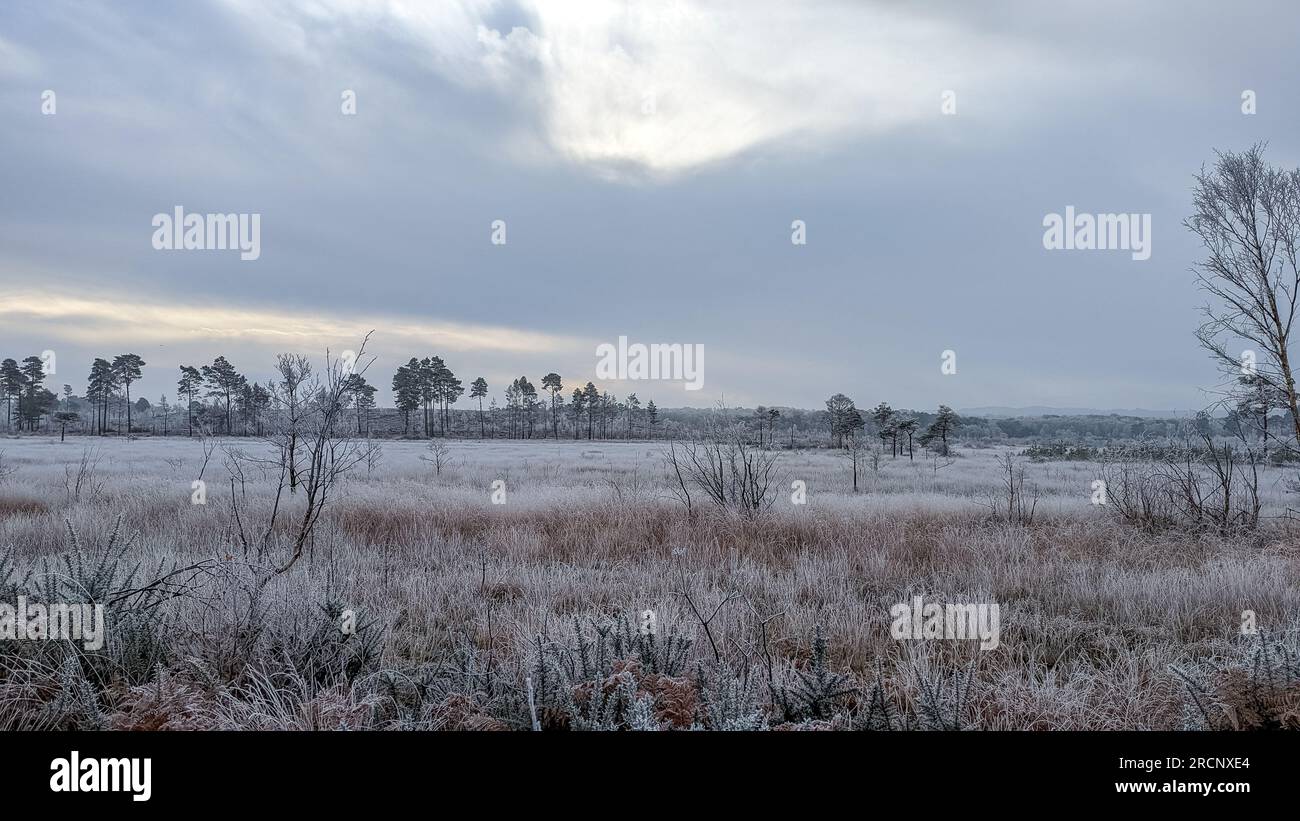 Winter Thursley Common National Nature Reserve low land heath ponds ...